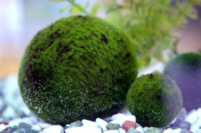 Ngộ nghĩnh với "thú cưng" Marimo - JAPO - Cổng thông tin Nhật Bản